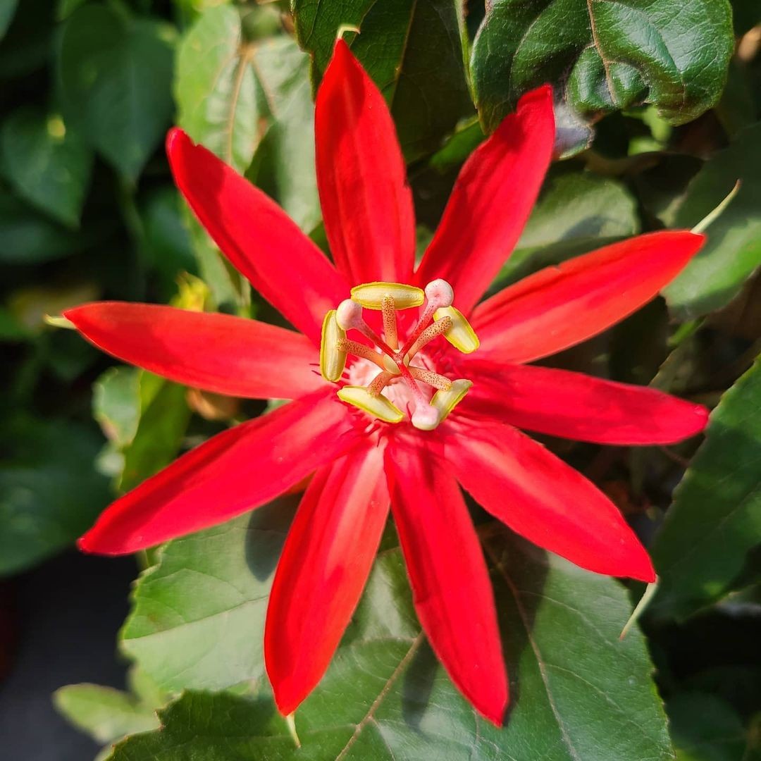 10 adresses où acheter des plantes et des fleurs à Québec