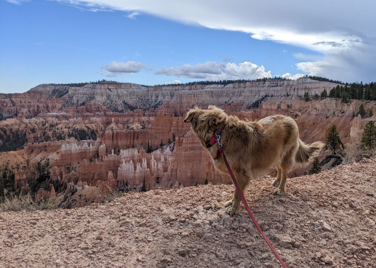 Visiter les parcs nationaux américains avec son chien: bonne ou ...