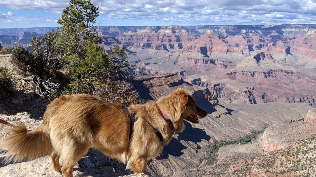Visiter les parcs nationaux américains avec son chien: bonne ou ...