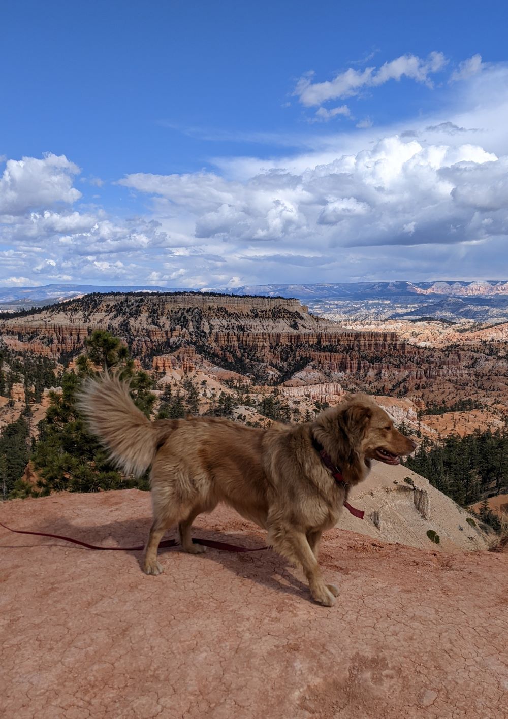 Visiter les parcs nationaux américains avec son chien: bonne ou ...