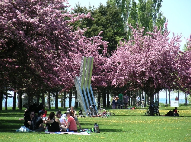 5 spots où prendre des photos de cerisiers en fleurs à Montréal